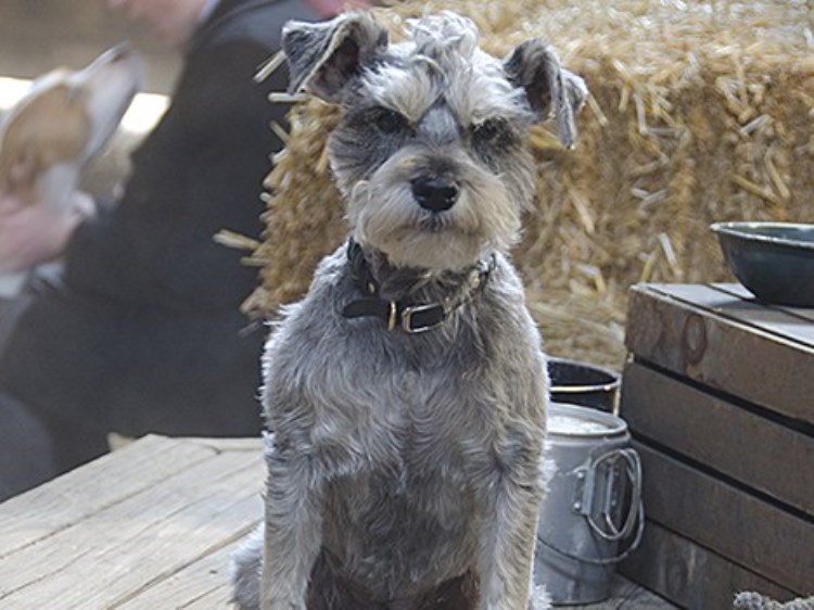 Vision Films releases sequel to 12 dogs of Christmas worldwide - English