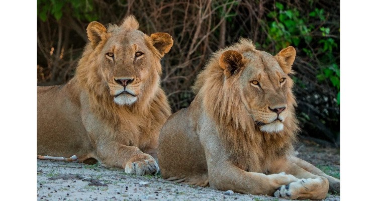 Blue Ant Studios’ rights division unveils new Love Nature greenlights ...